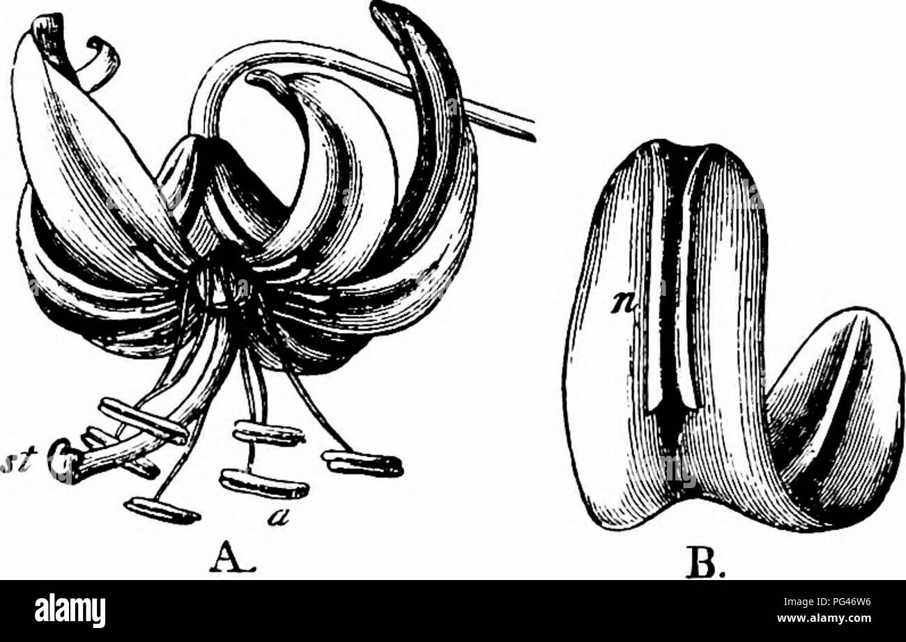 Zostera Pollination
