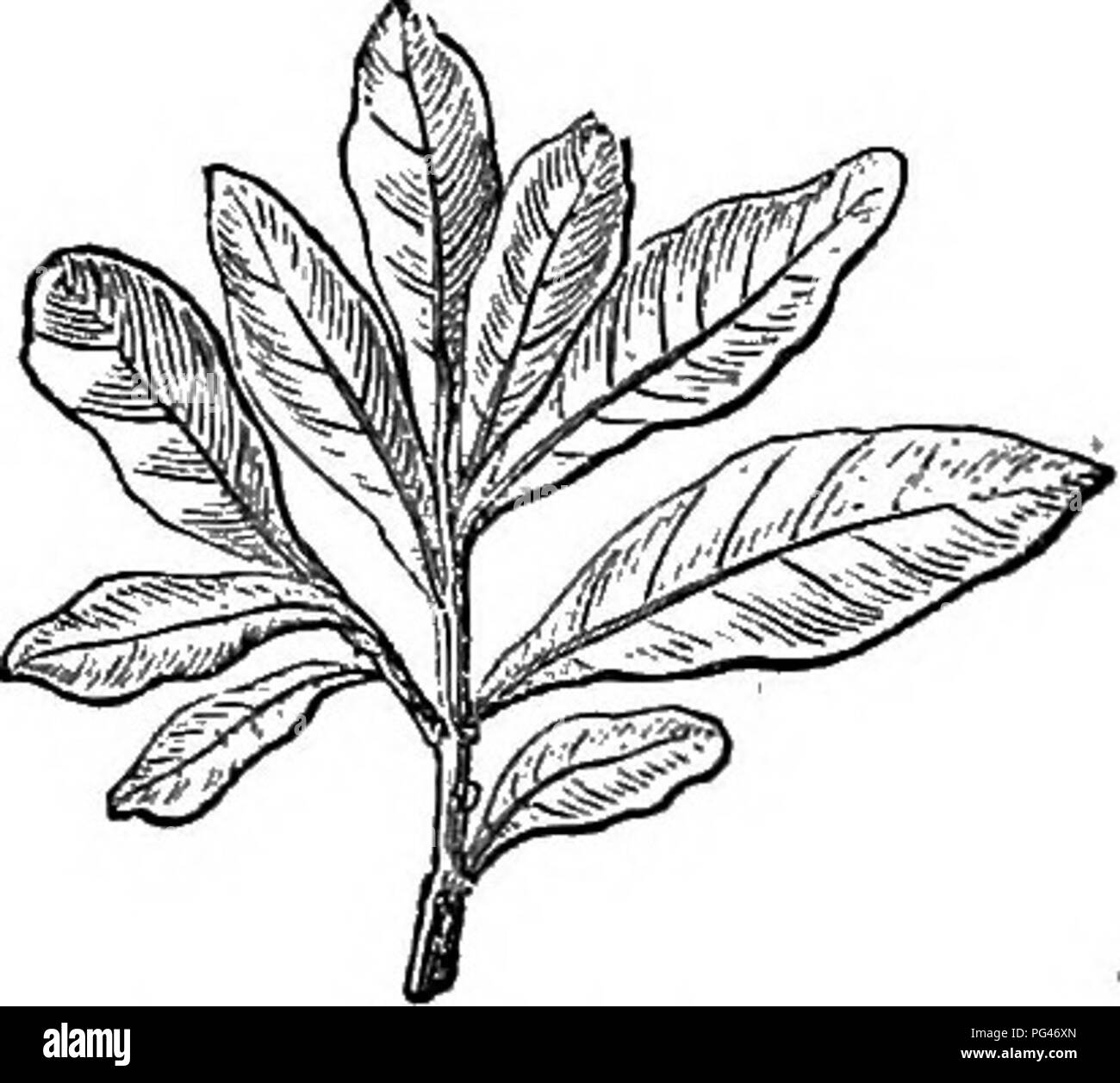 Obtuse leaves hi-res stock photography and images - Alamy