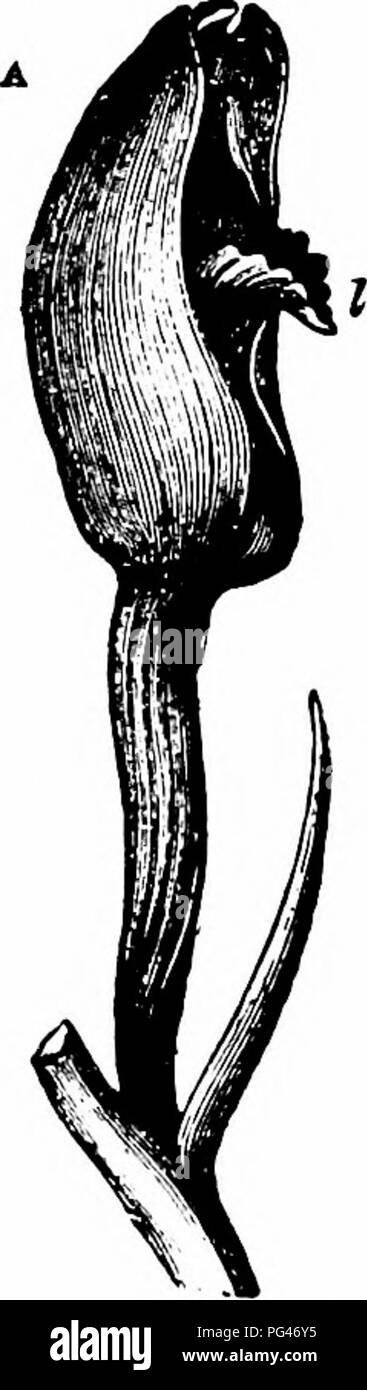 Autogamous Black and White Stock Photos & Images - Alamy