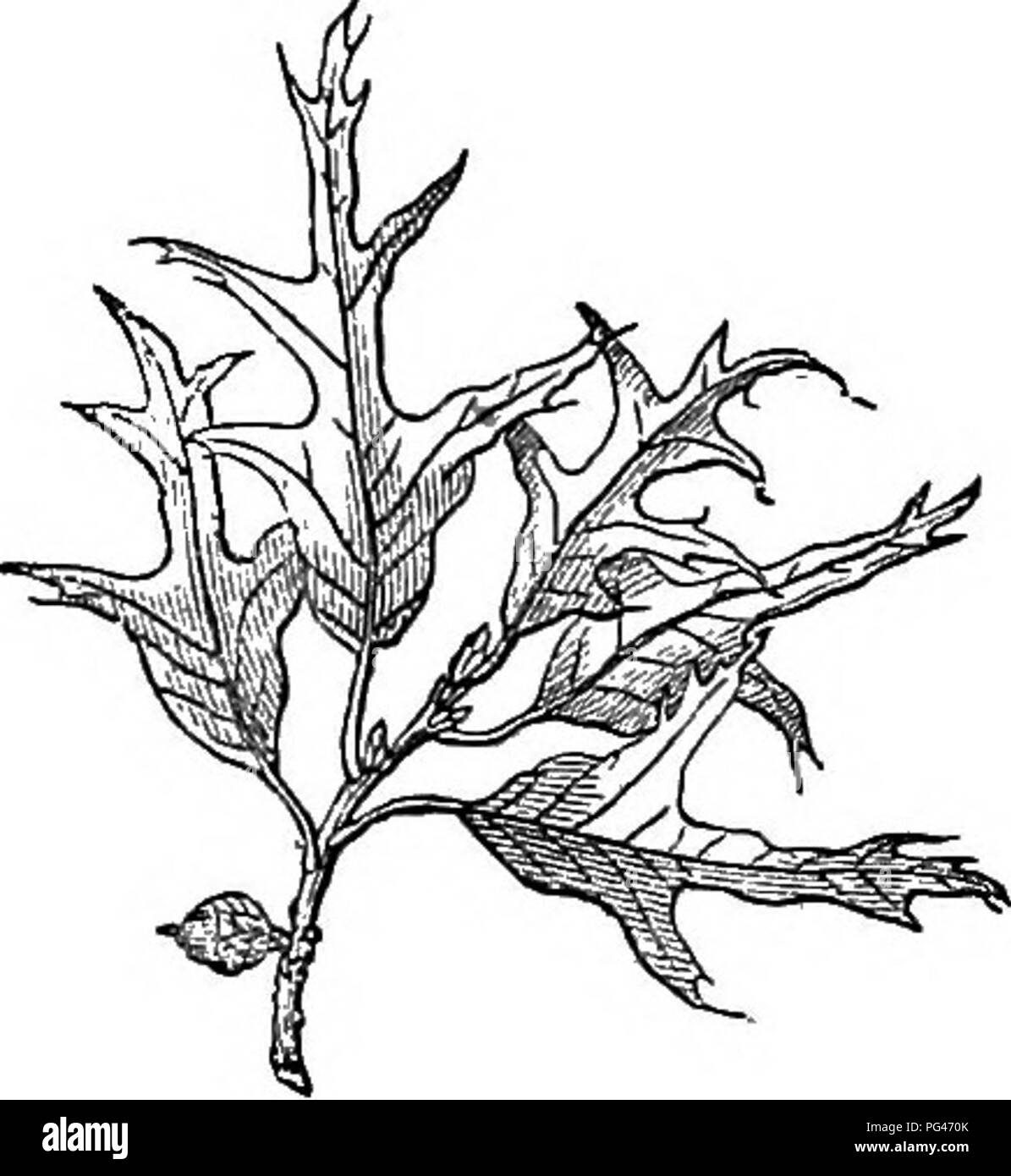 General noble tree Cut Out Stock Images & Pictures - Alamy