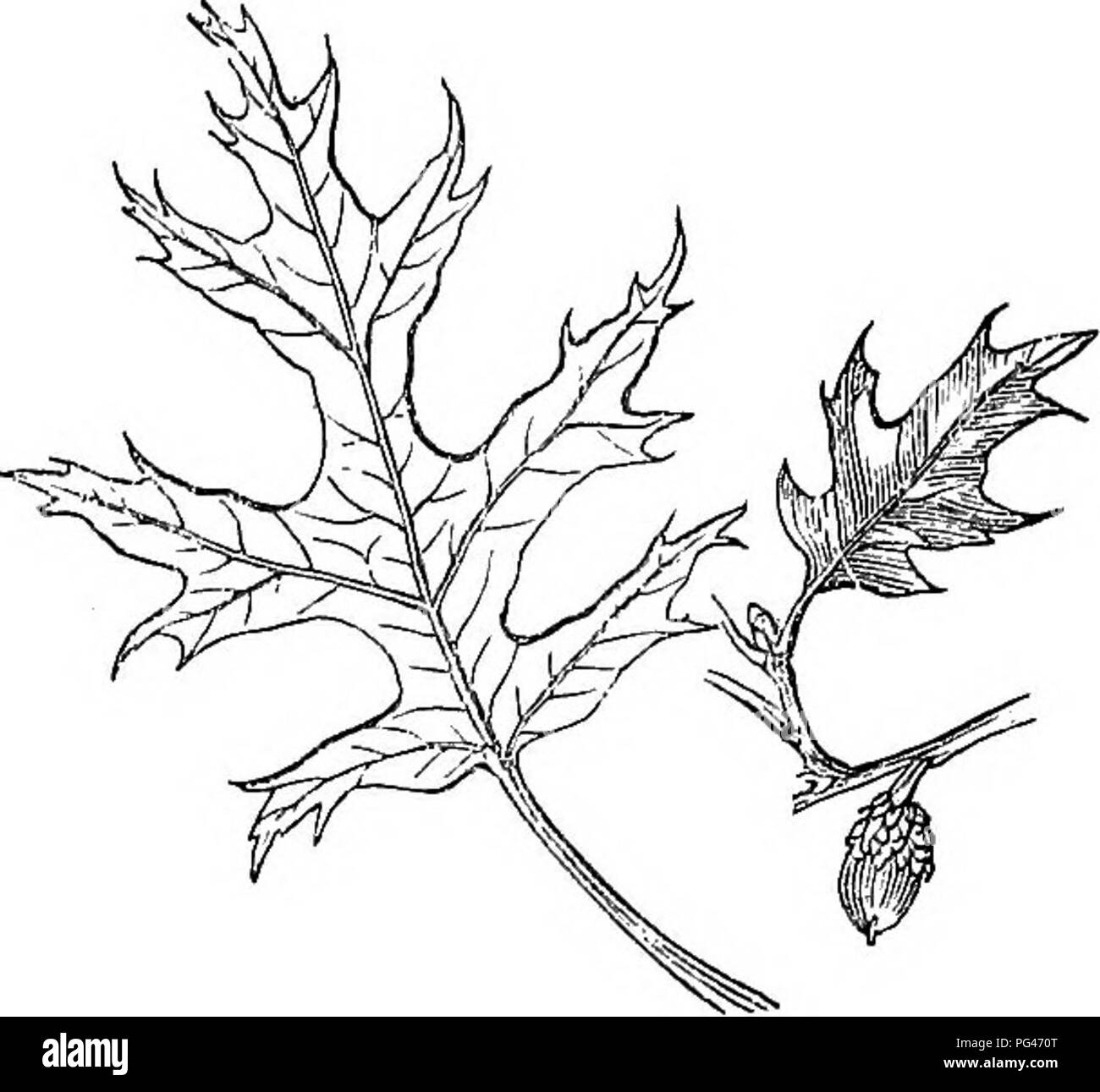 A comprehensive guide to the hardy trees and shrubs of Britain ...