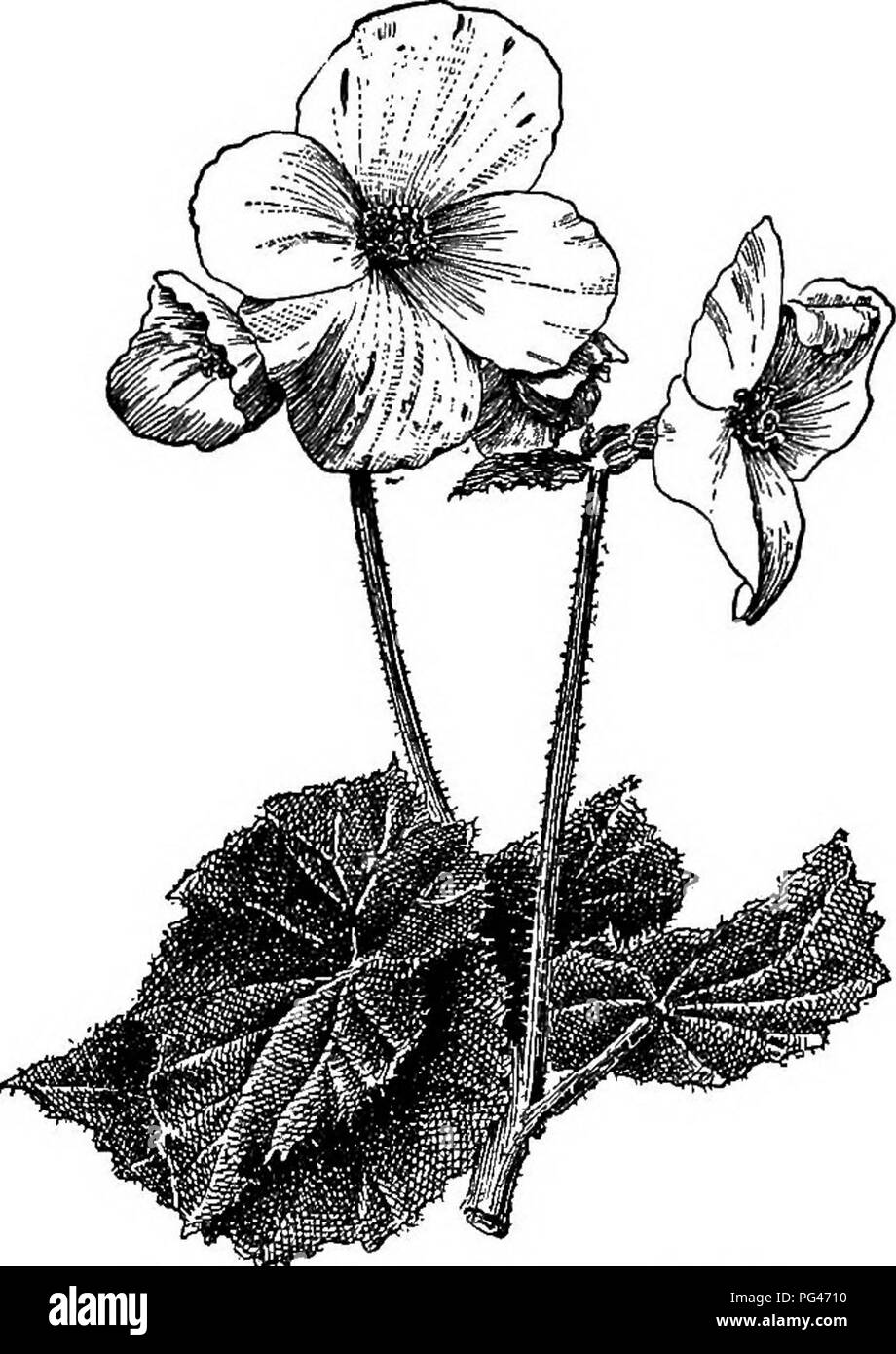 Long peduncles hi-res stock photography and images - Alamy