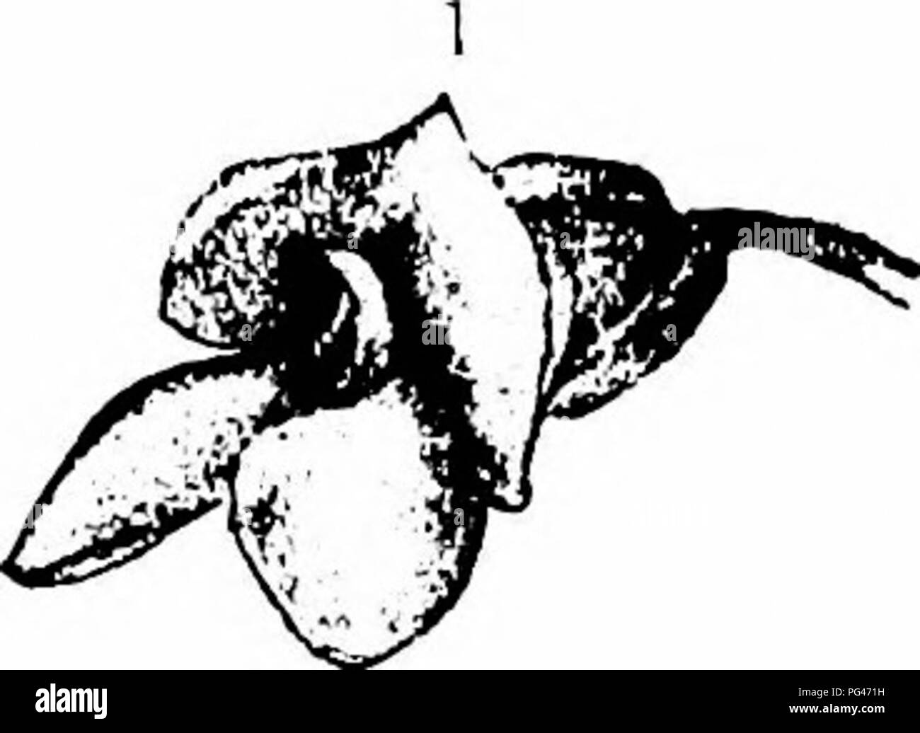 Pollination with brush Black and White Stock Photos & Images - Alamy