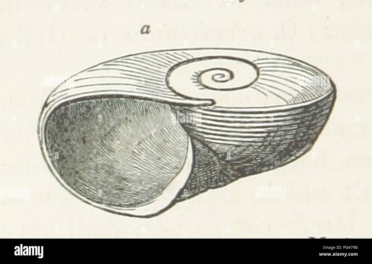 Image from page 592 of 'Elements of Geology ... Sixth edition, greatly ...
