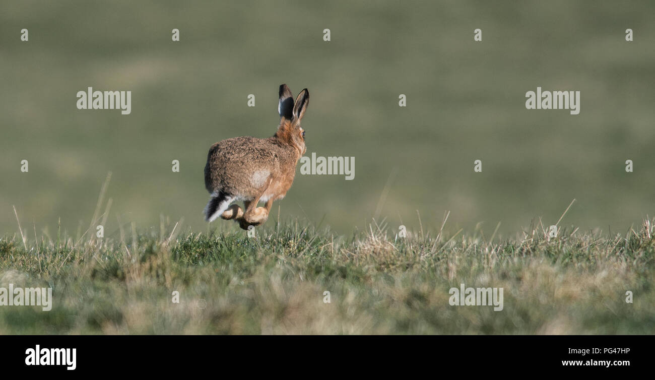 Running hare hi-res stock photography and images - Alamy