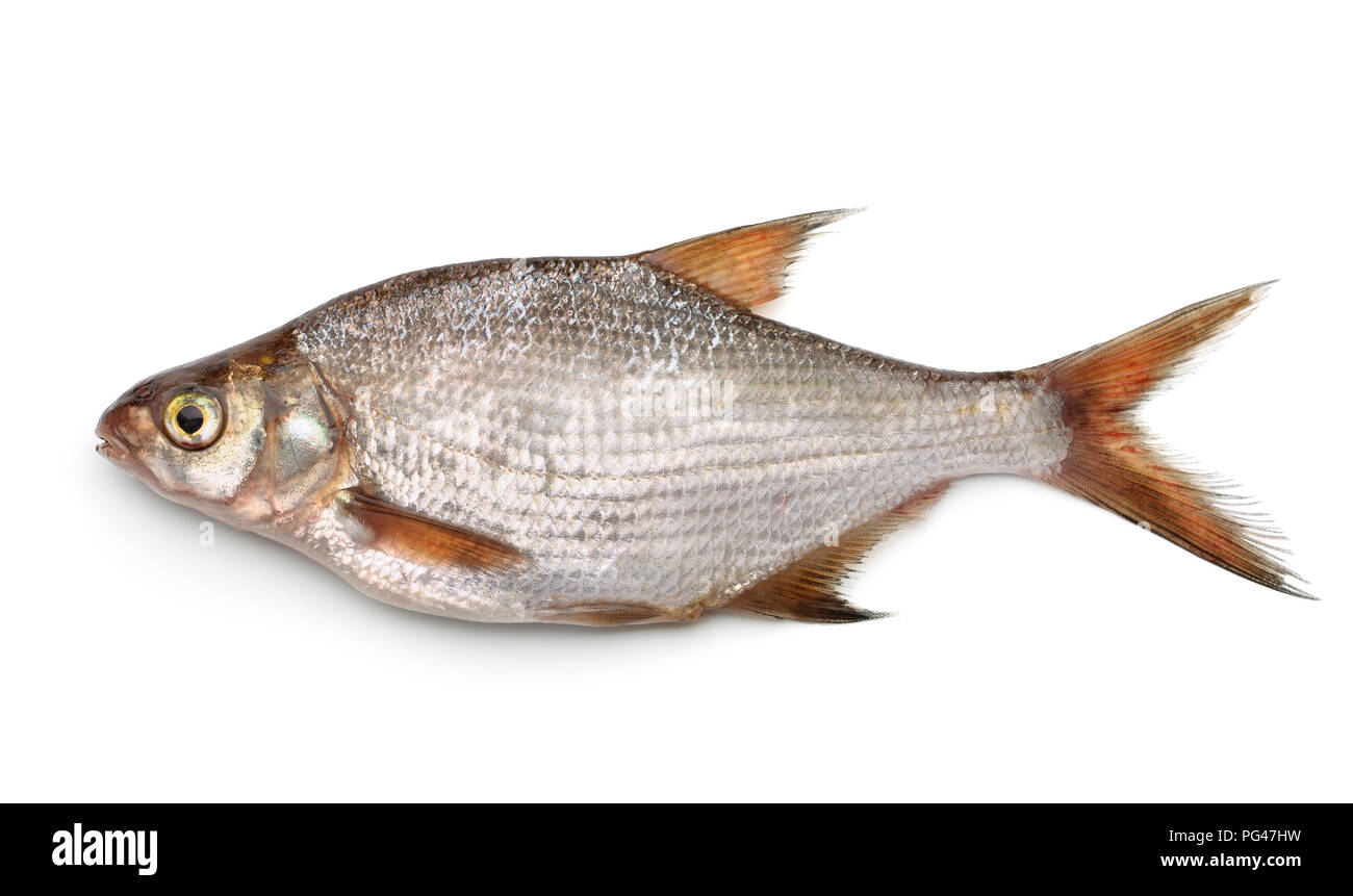 Silver bream hi-res stock photography and images - Alamy