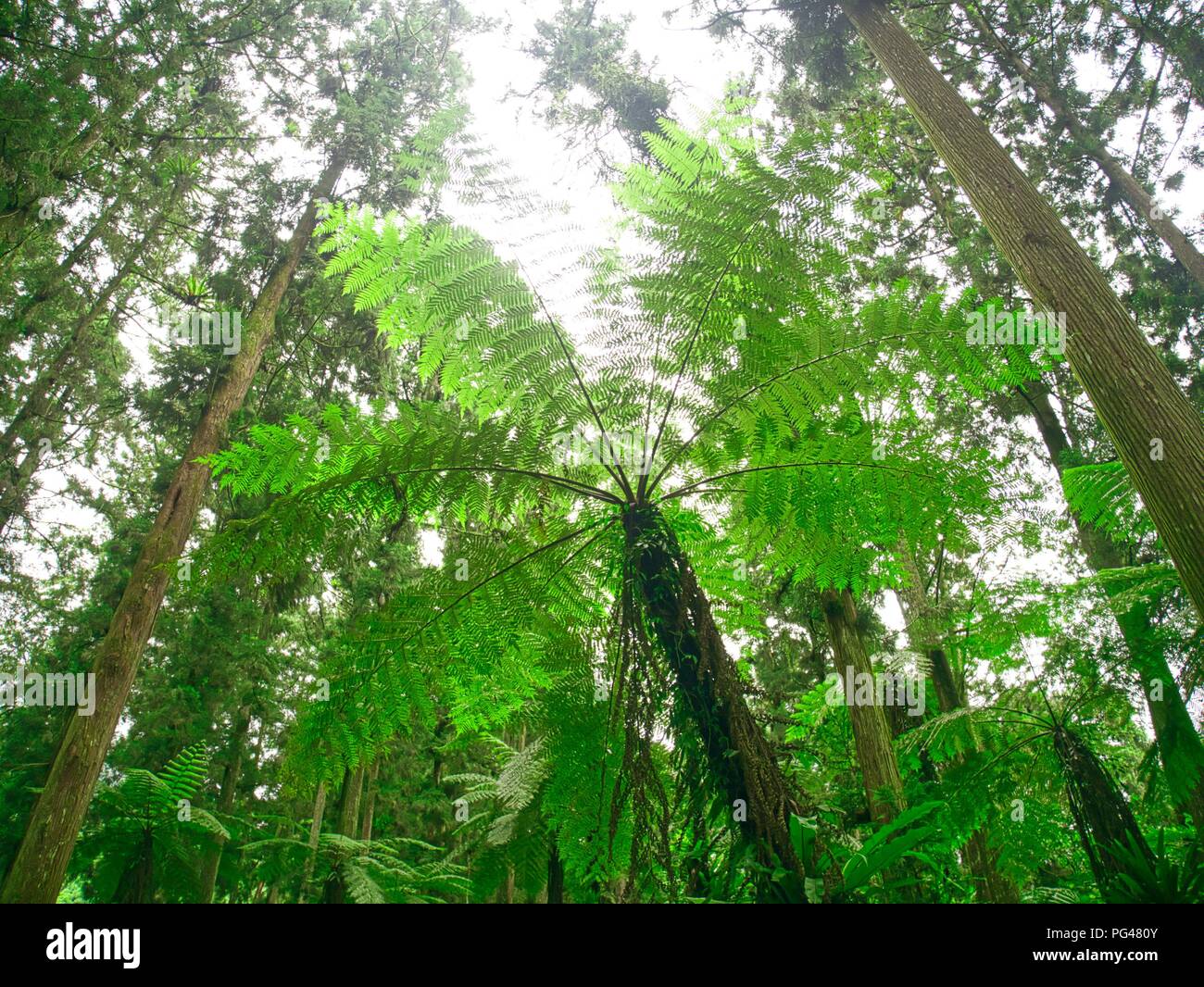 Looking upwards a giant green fern tree cyatheales in green forest in ...