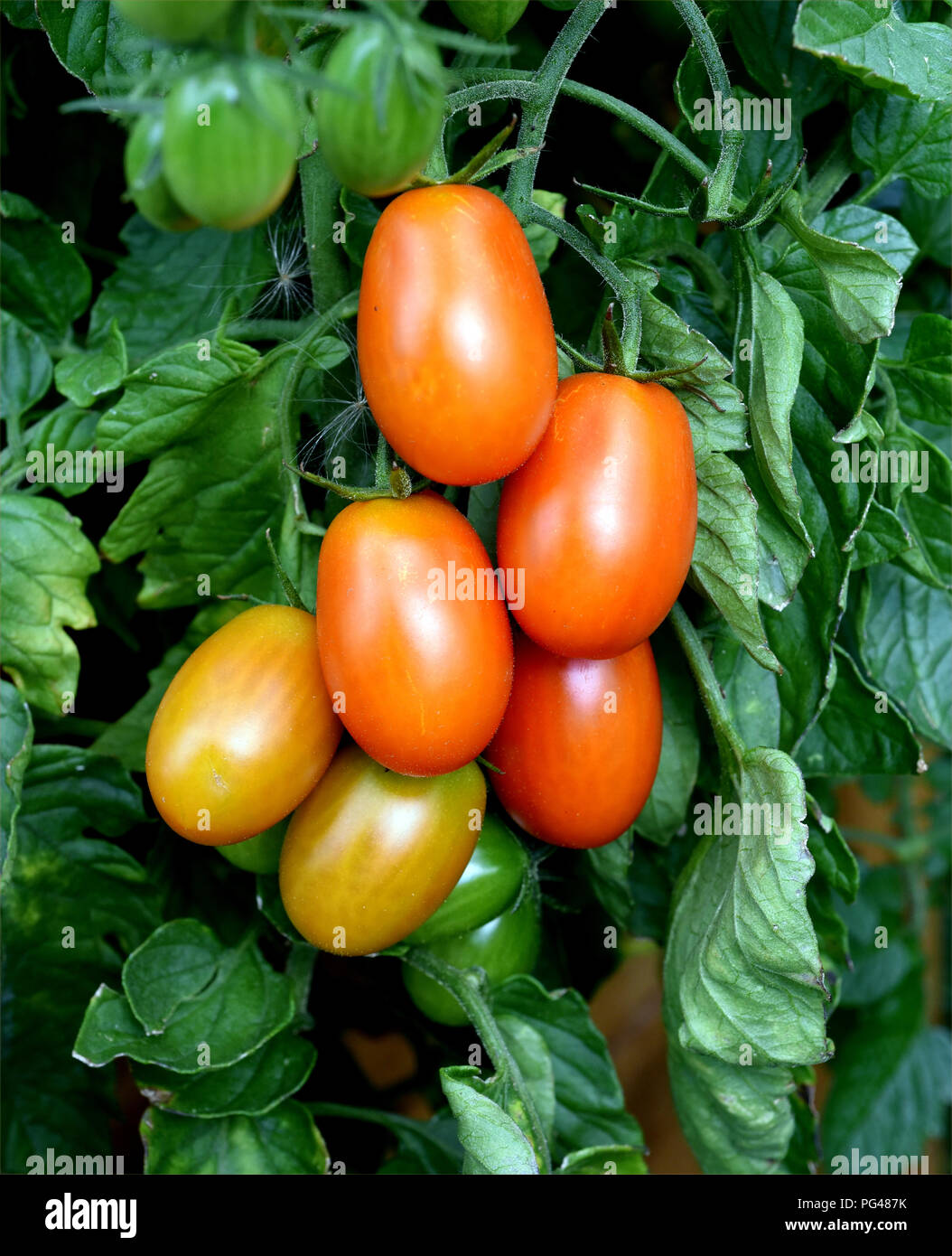 Pflaumentomate, Pflaumen-Buschtomate, Ravello, Tomate, Lycopersicon ...