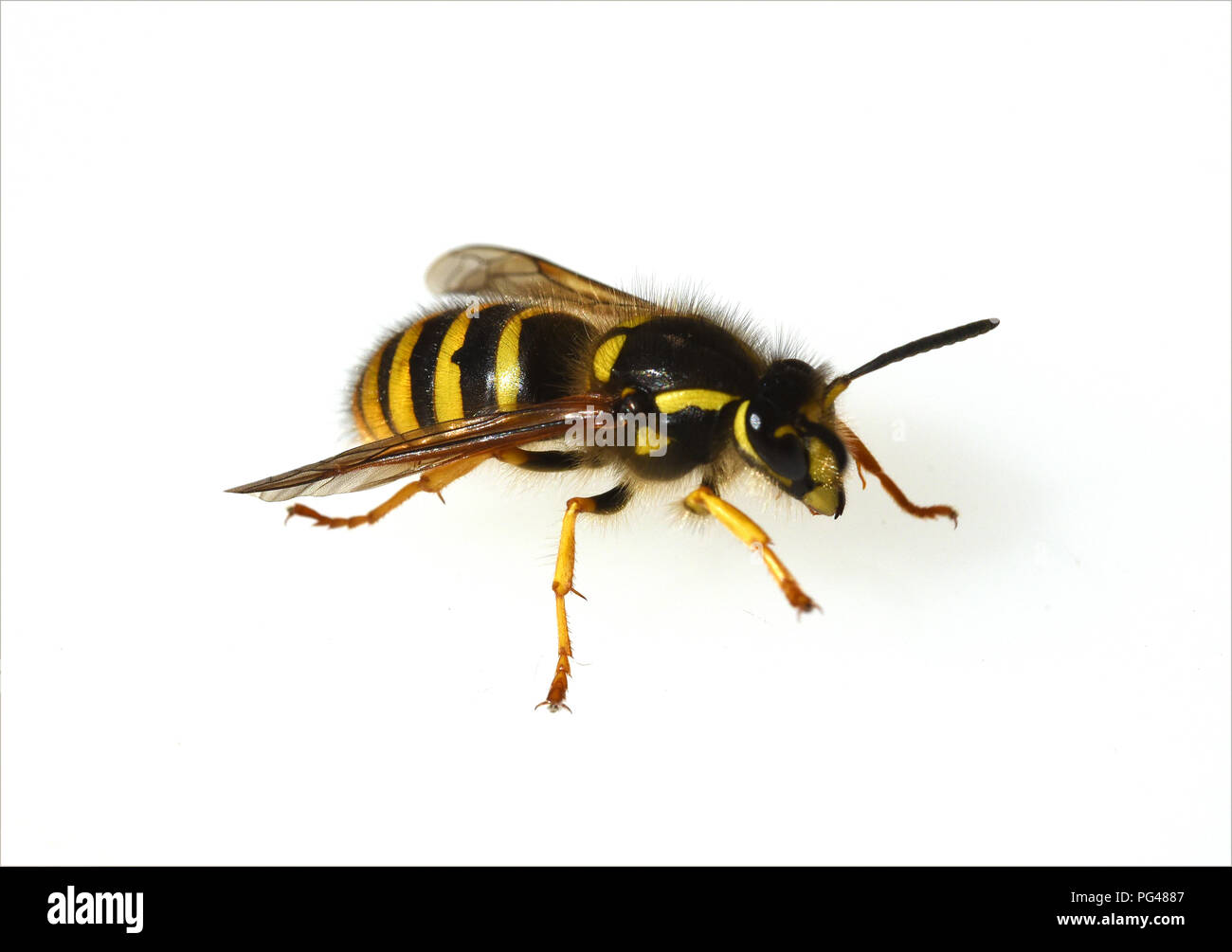 Wespe, Vespula, germanica Stock Photo - Alamy