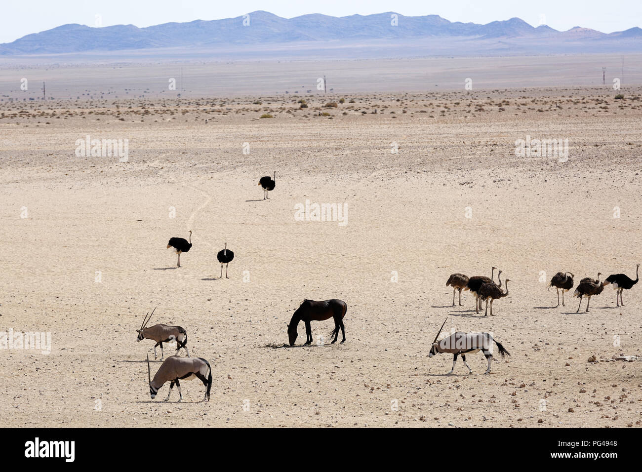 Wildlife grazing in namibian desert landscape, NAmibia Stock Photo - Alamy