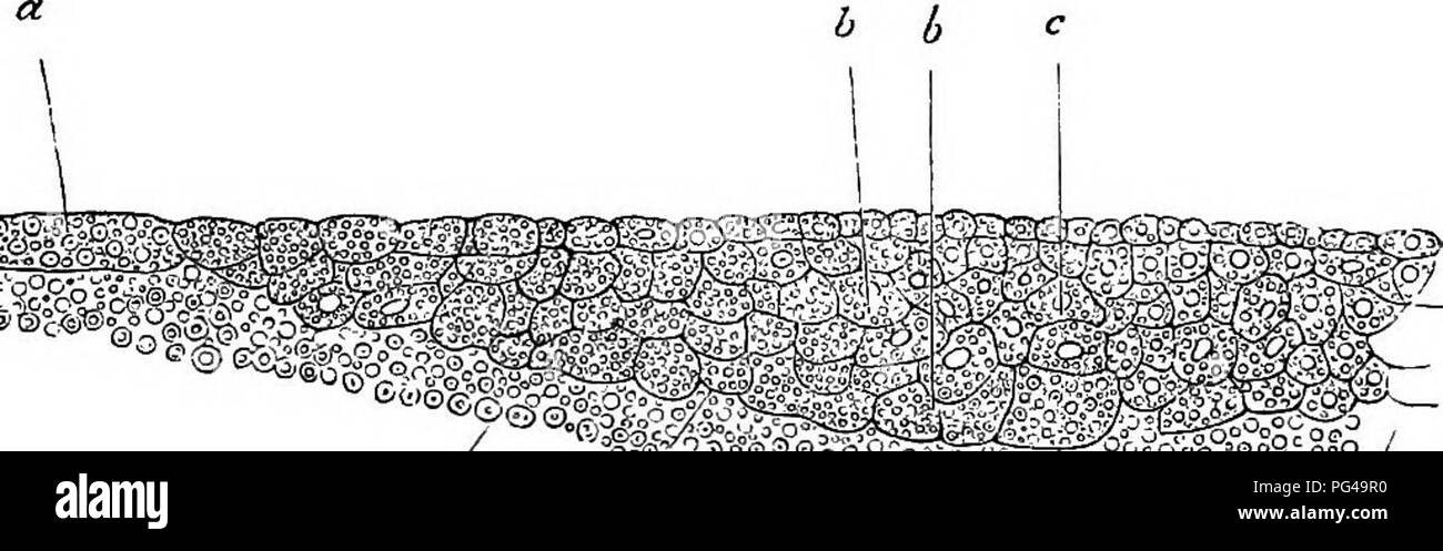 Half breadth hi-res stock photography and images - Alamy