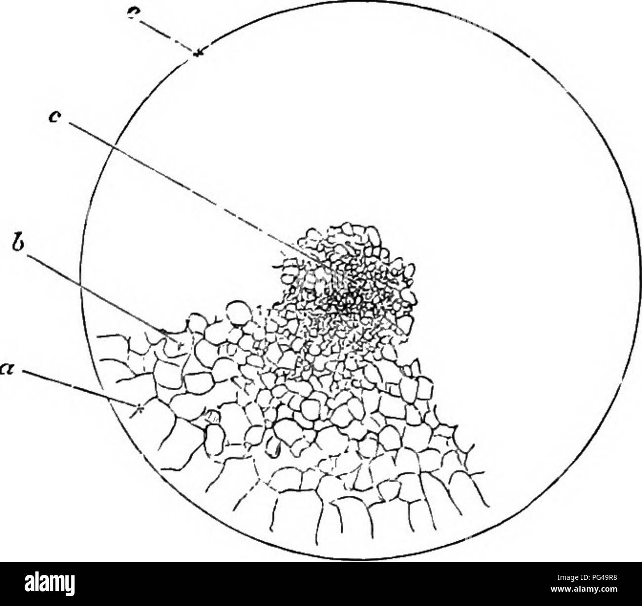 This figure provides a surface view of the germinal disc in a hen's egg ...