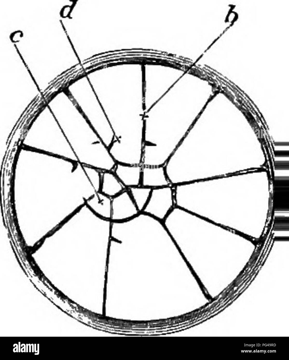 This illustration from 'The Elements of Embryology' depicts the early ...