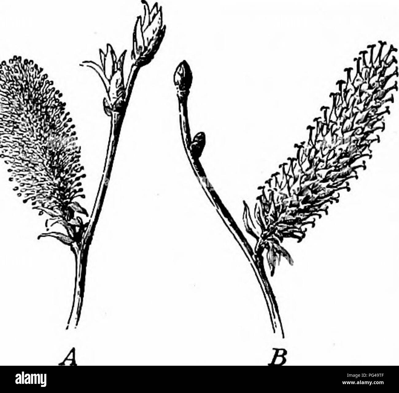 This textbook outlines the fundamental principles of botany, focusing ...