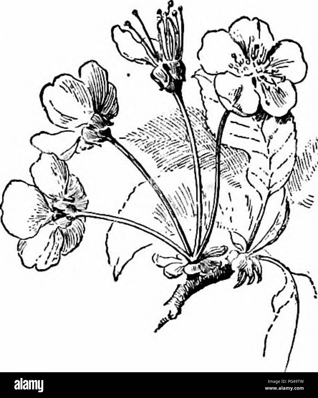 A key text on botany, providing essential information on plant biology ...