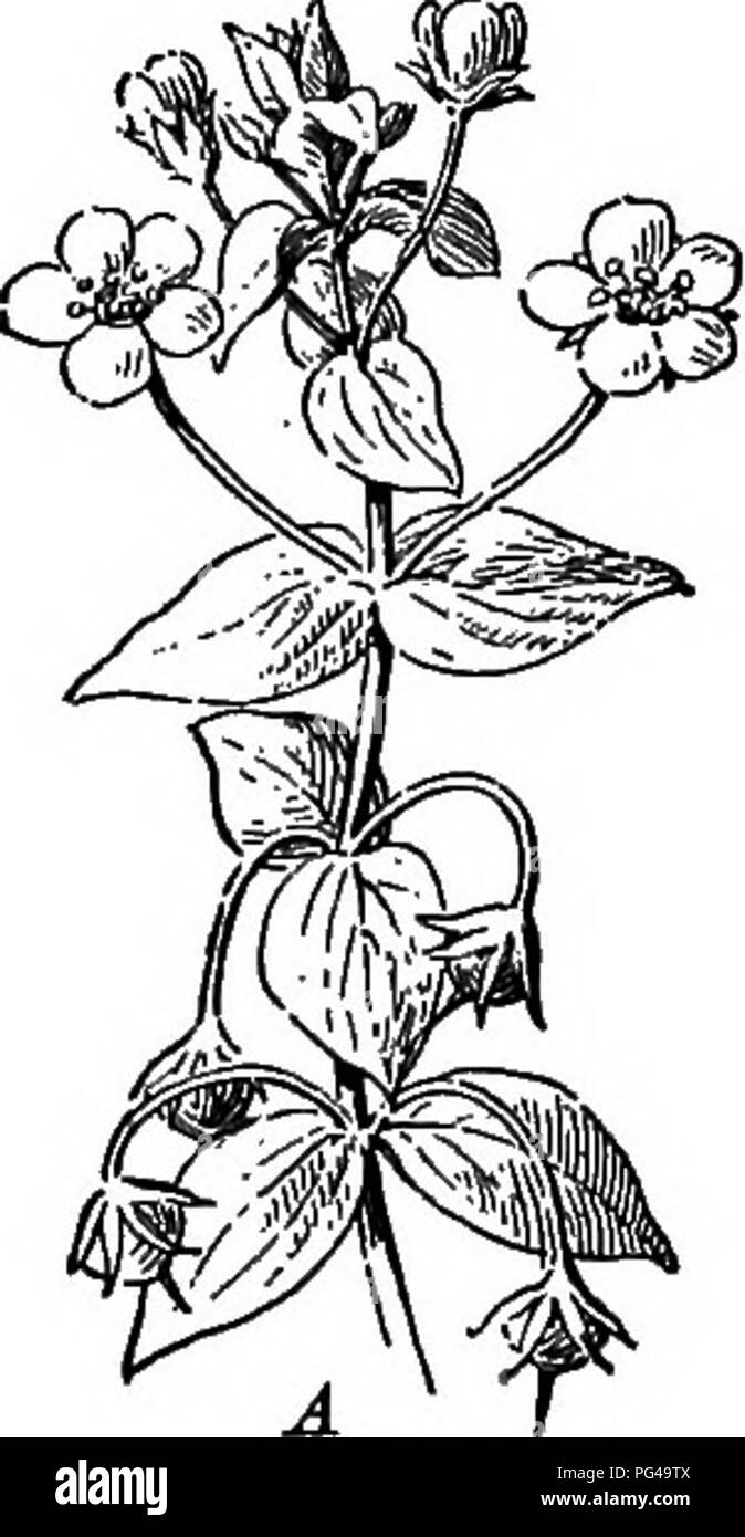 This text covers the basics of botany, focusing on plant morphology and ...