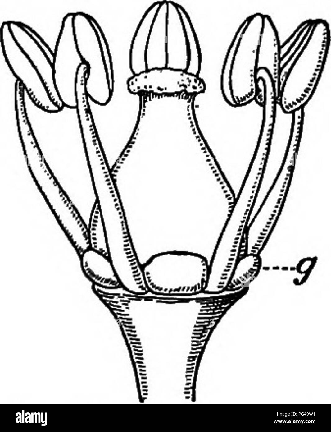 Scent pouches hi-res stock photography and images - Alamy