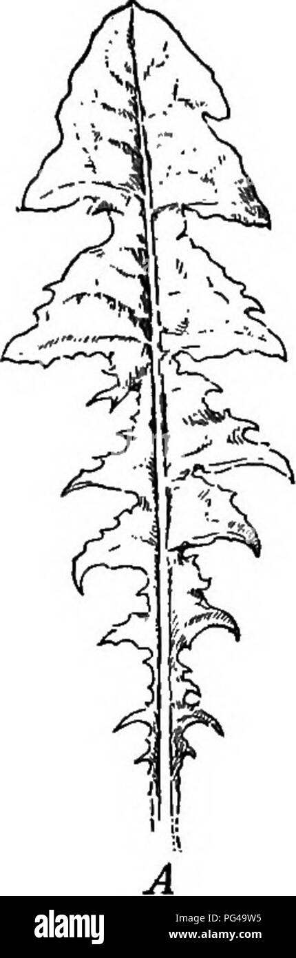 This text provides an introduction to botany, covering fundamental ...