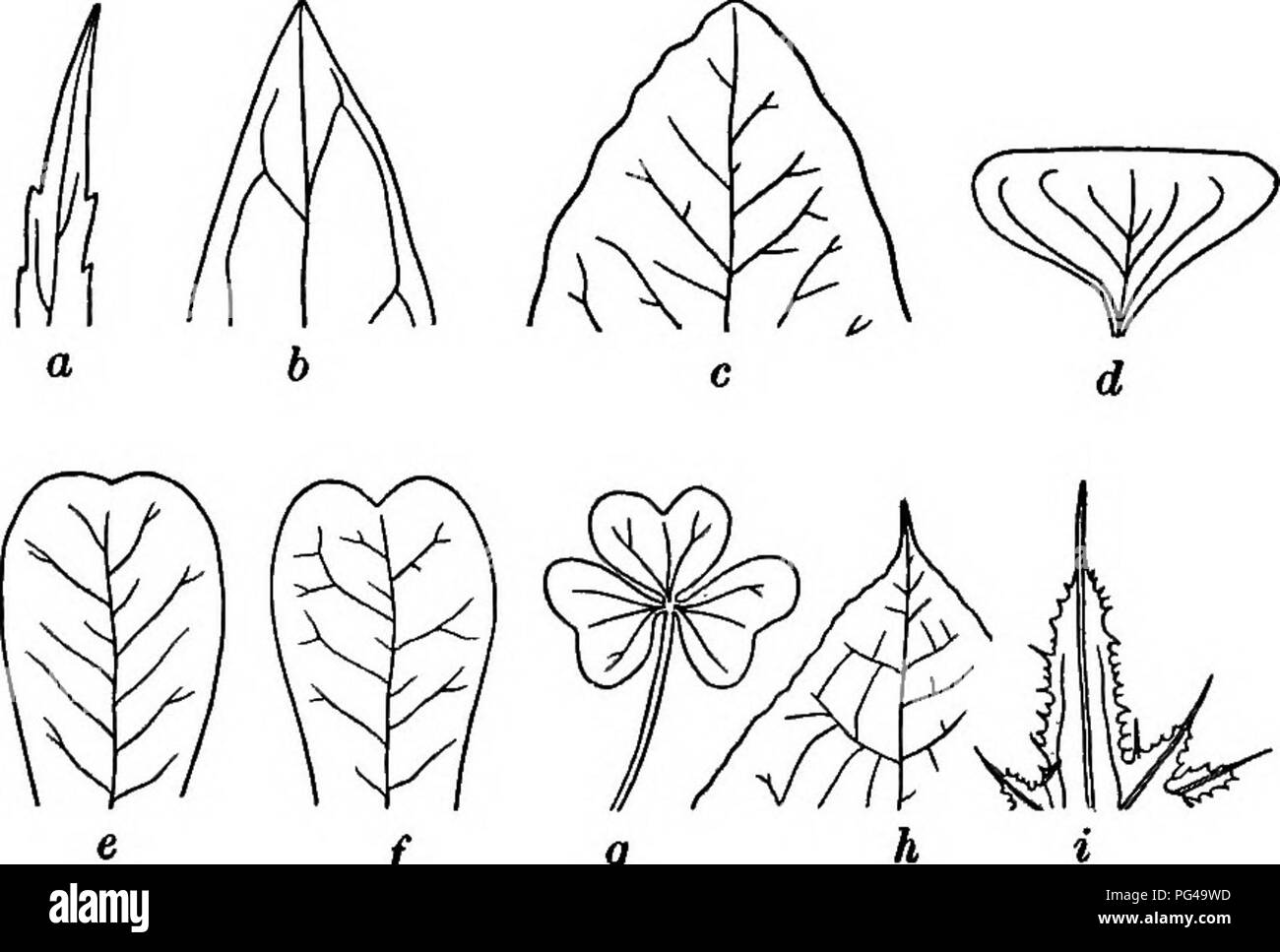 This botanical guide focuses on plant anatomy, particularly leaf shapes ...