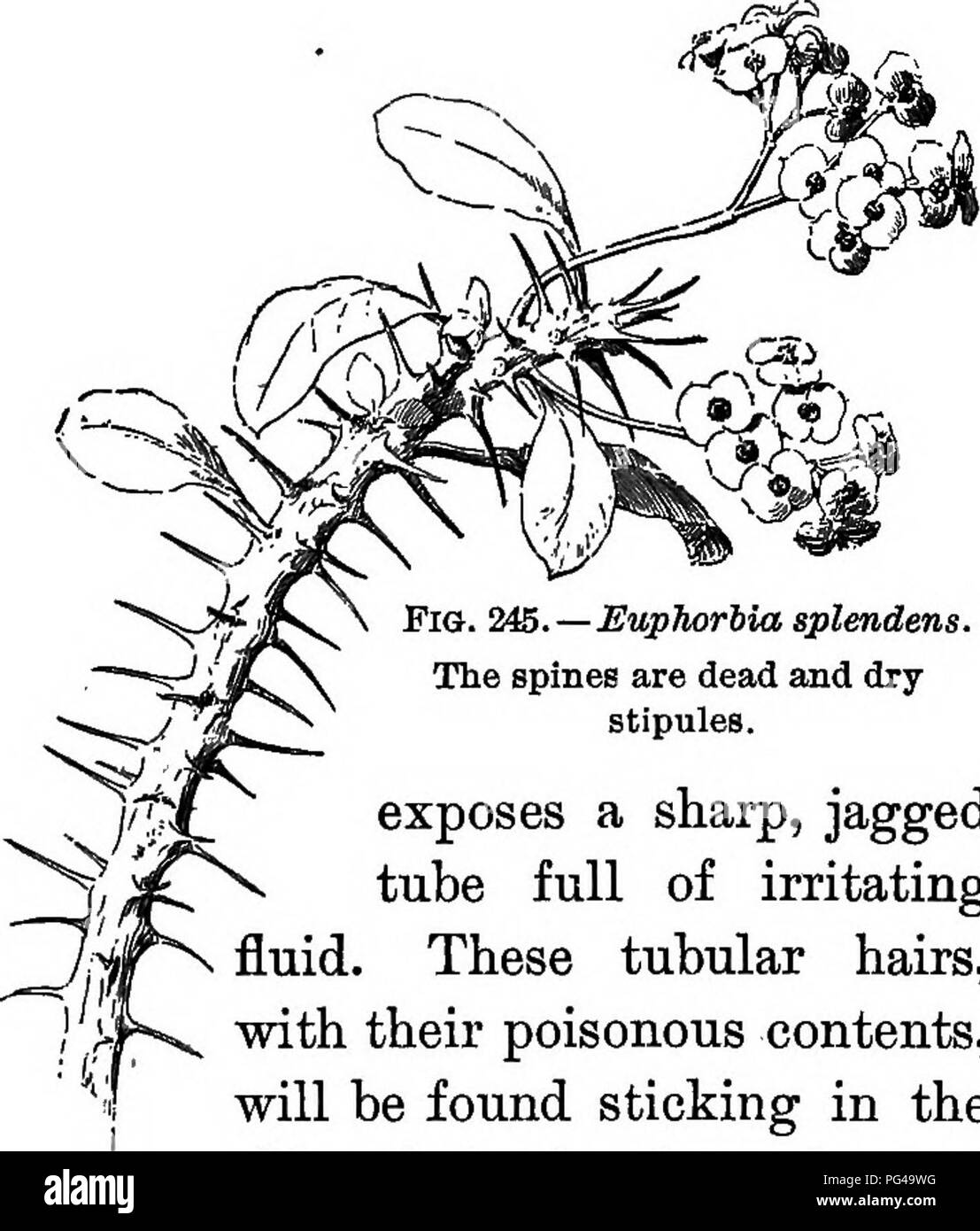 This textbook introduces the basic principles of botany, focusing on ...
