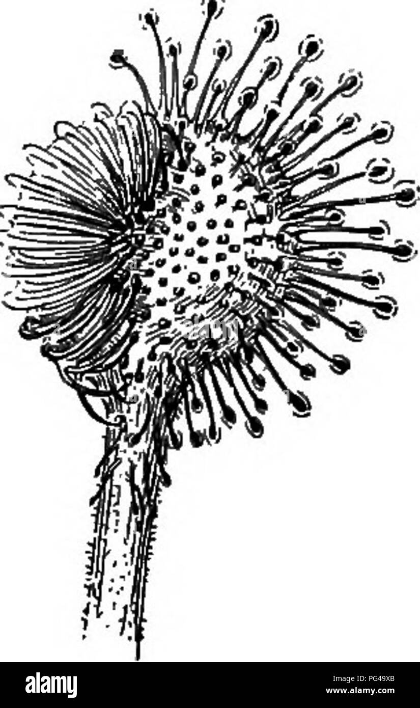 Sundew prey Black and White Stock Photos & Images - Alamy