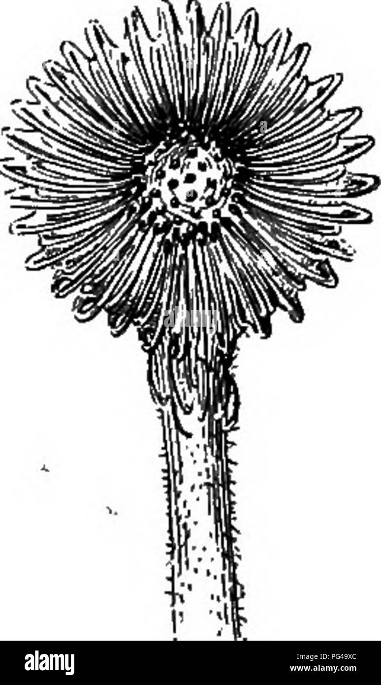 Sundew leaf structure hi-res stock photography and images - Alamy