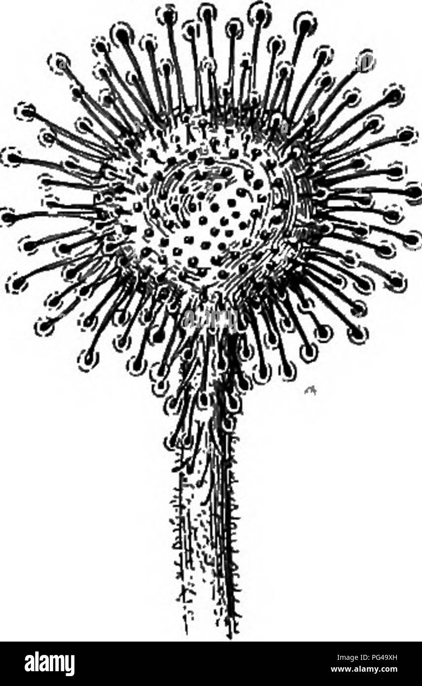 Illustration from the study of botany showing the leaf blade of the ...