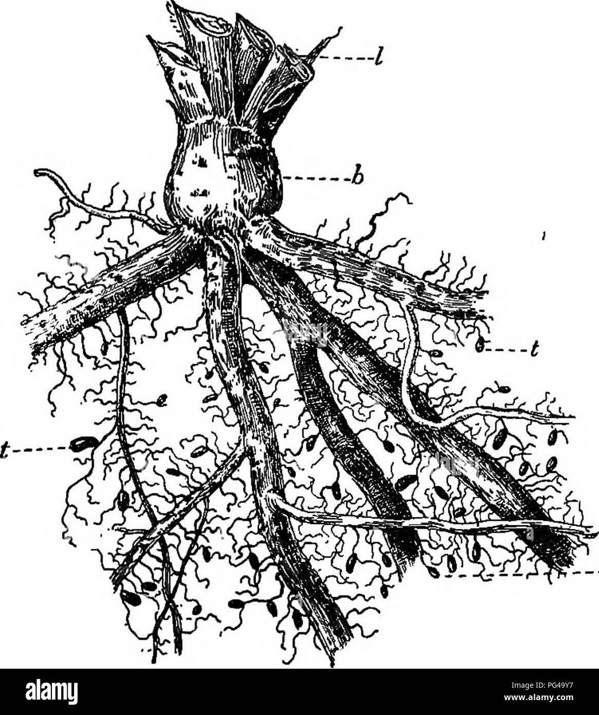 A textbook on the foundational principles of botany, including the ...