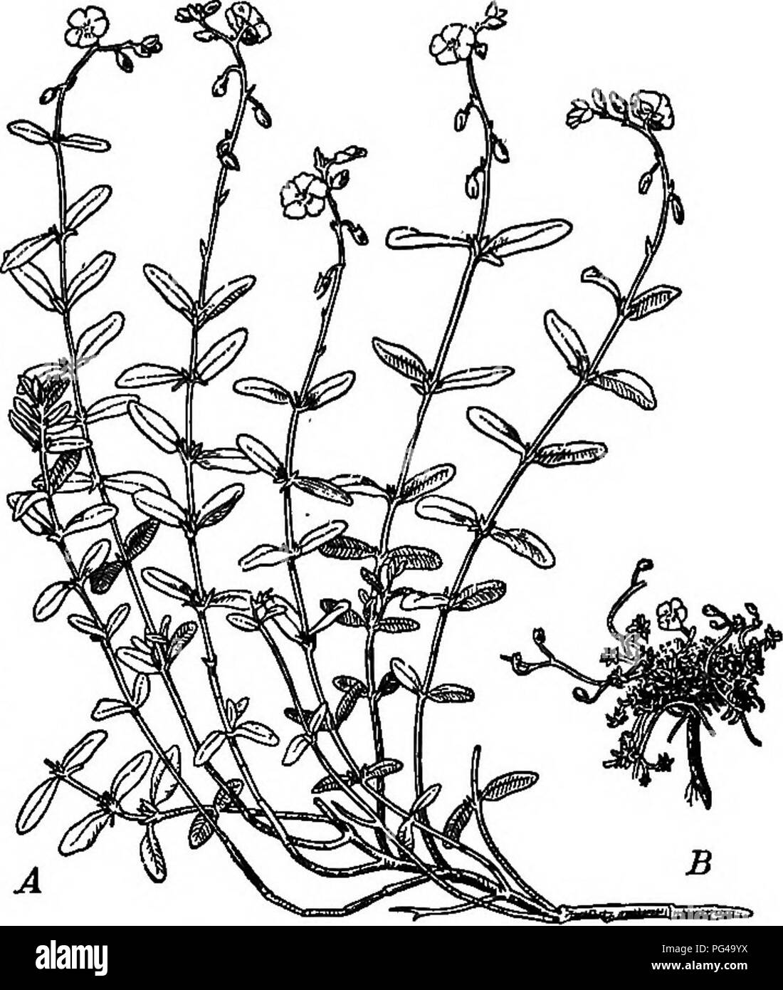 This illustration highlights the foundations of botany, with a focus on ...