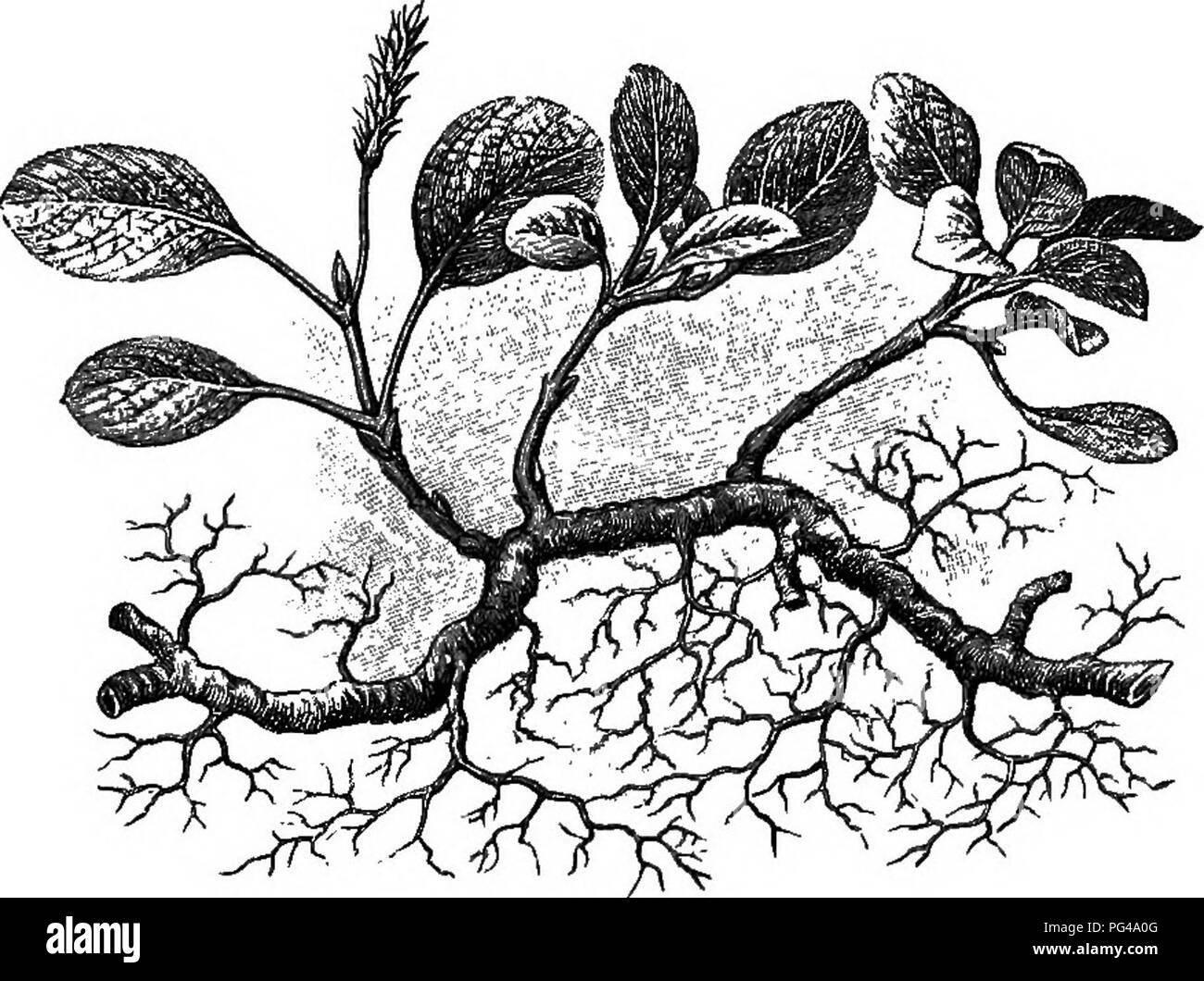 Arctic Willow Drawing