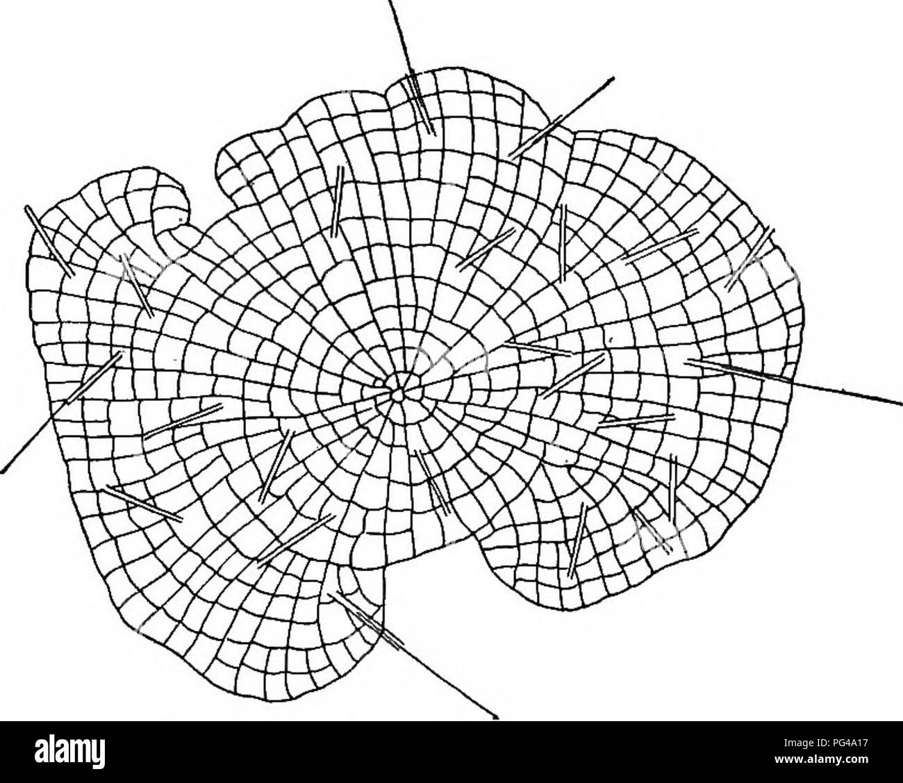 Vascular spore plants Cut Out Stock Images & Pictures - Alamy