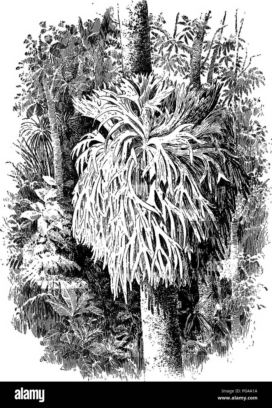 Epiphytic plant Black and White Stock Photos & Images - Alamy
