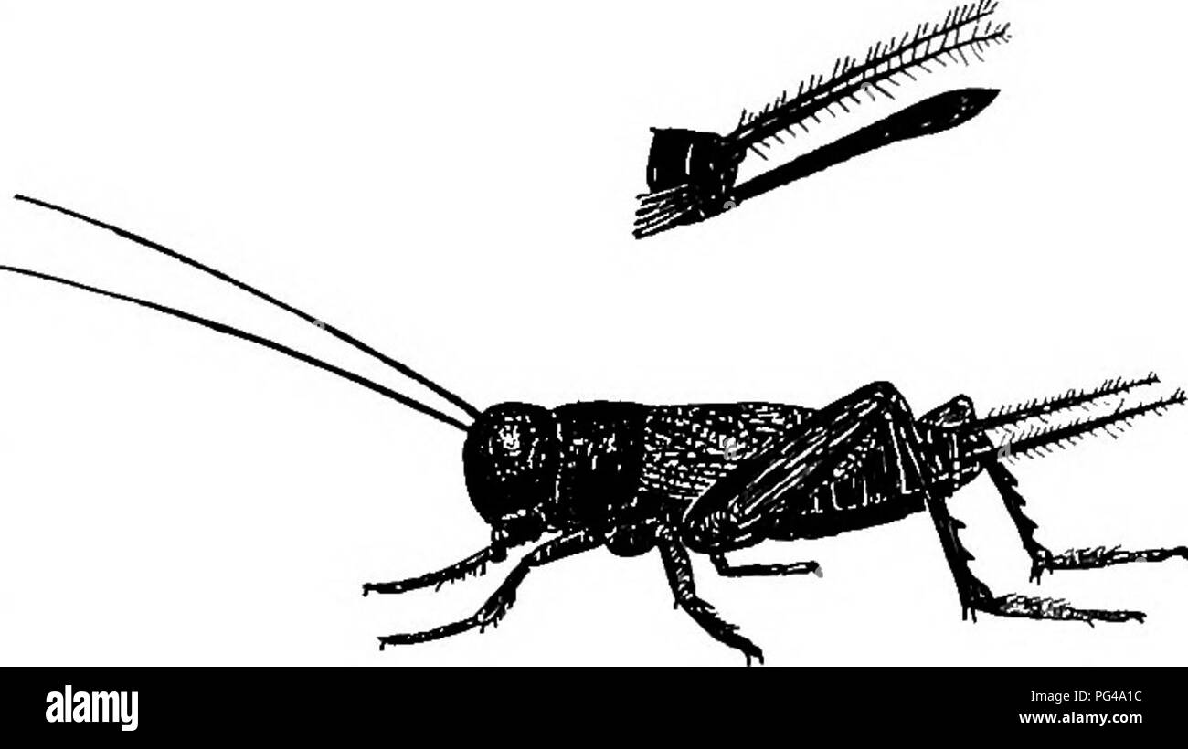 Crickets wing Black and White Stock Photos & Images - Alamy