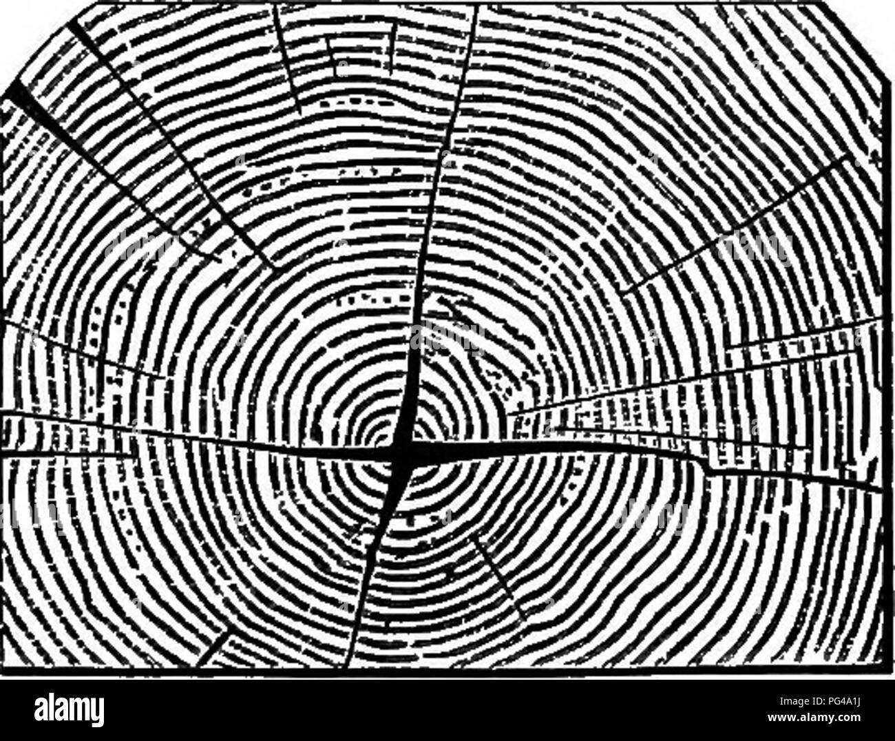 Species of fir Black and White Stock Photos & Images - Alamy