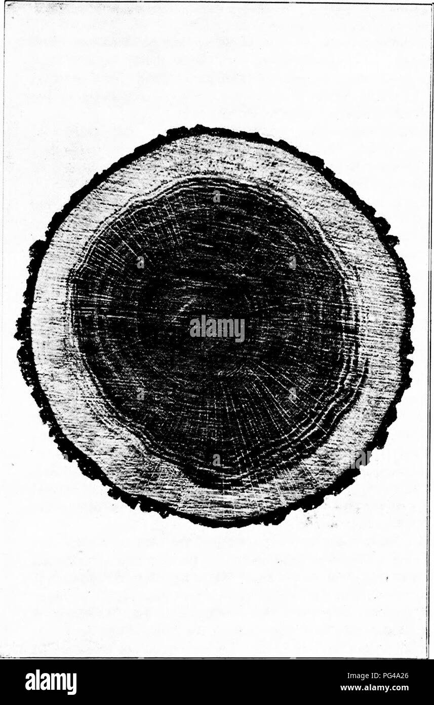 Medullary rays hi-res stock photography and images - Alamy