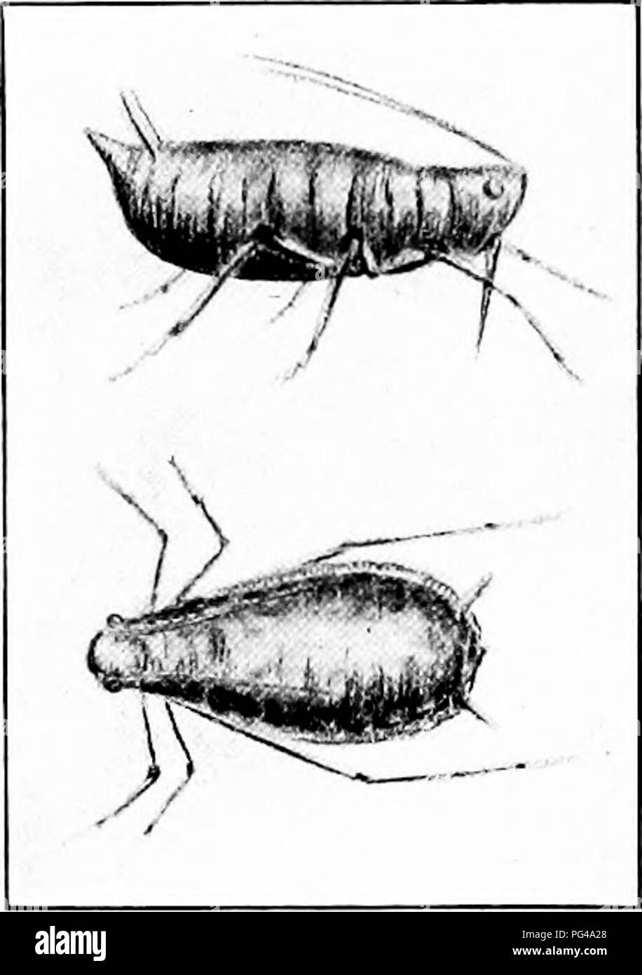Species Of Harmful Insects High Resolution Stock Photography and Images ...