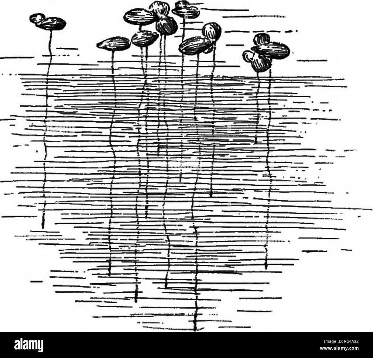 This text introduces key concepts in botany, focusing on plant ...