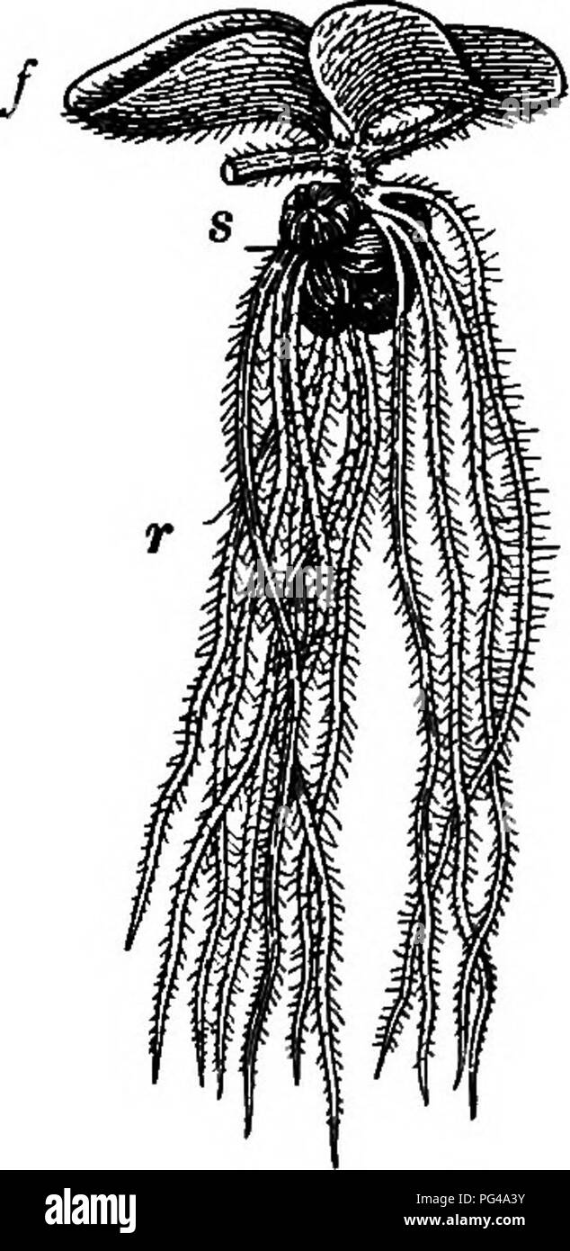 This foundational text on botany covers the basic principles of plant ...