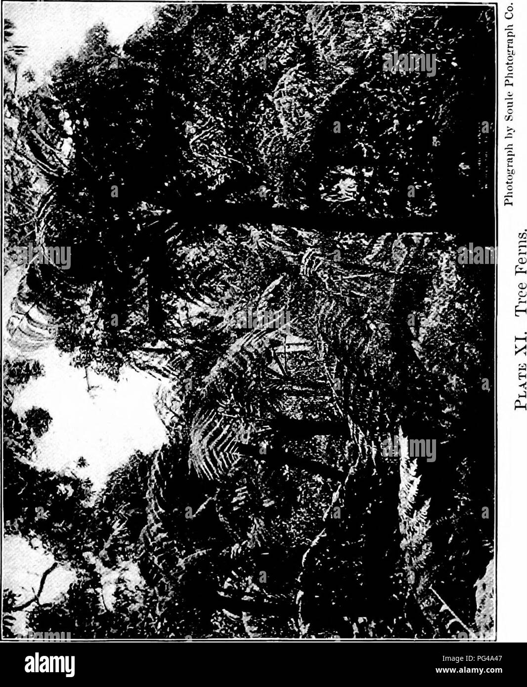 An Introductory Guide To Botany Covering Essential Concepts In Plant Science Including Plant