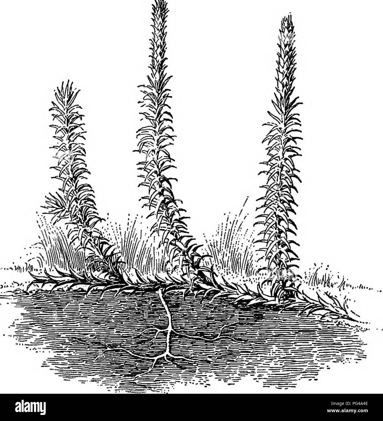 Arvense Black and White Stock Photos & Images - Alamy