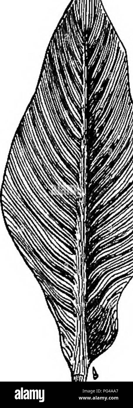 Netted vein hi-res stock photography and images - Alamy