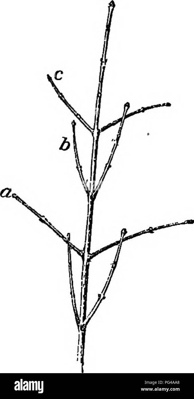 . Foundations of botany. Botany; Botany. Fig. 30. — Opposite Branching ...