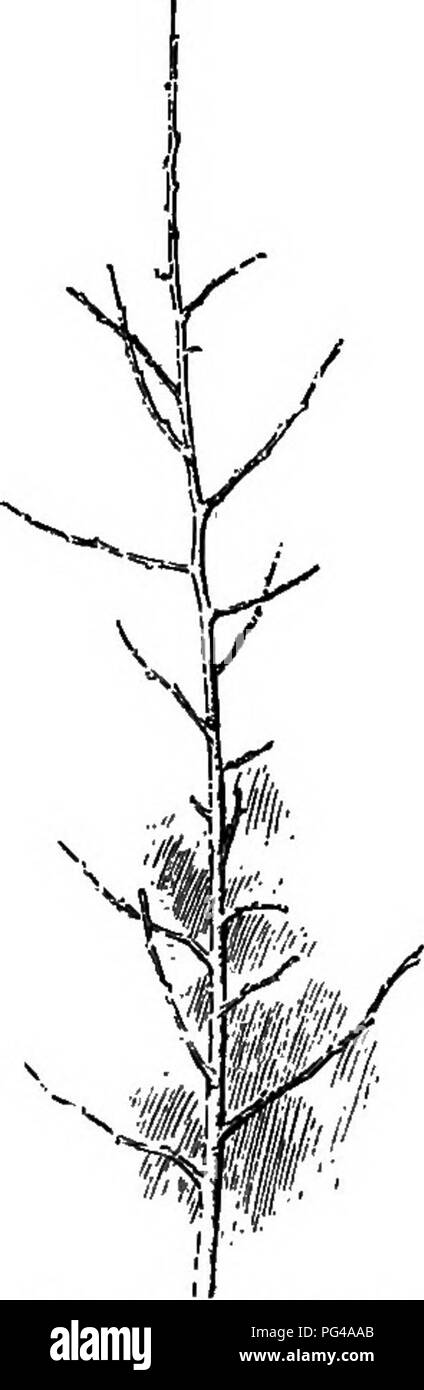 . Foundations of botany. Botany; Botany. STEMS 65 of the tree must ...