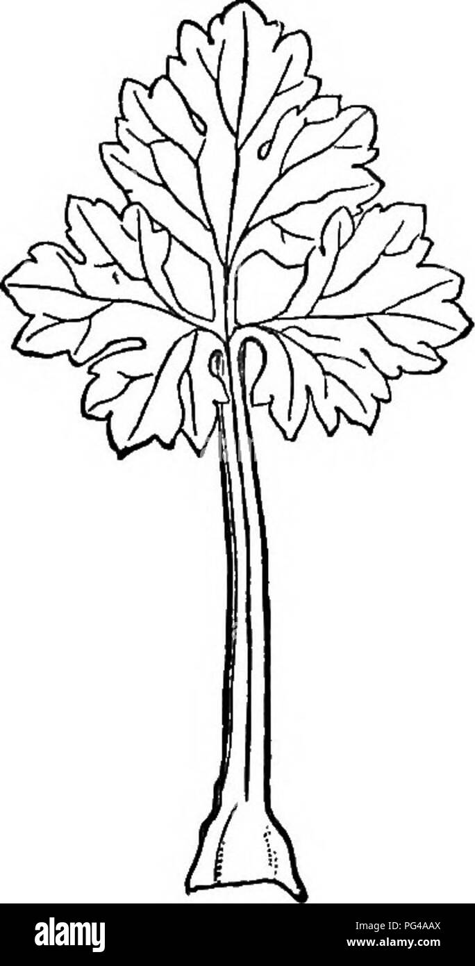 This textbook explores the characteristics of plant leaves, comparing ...