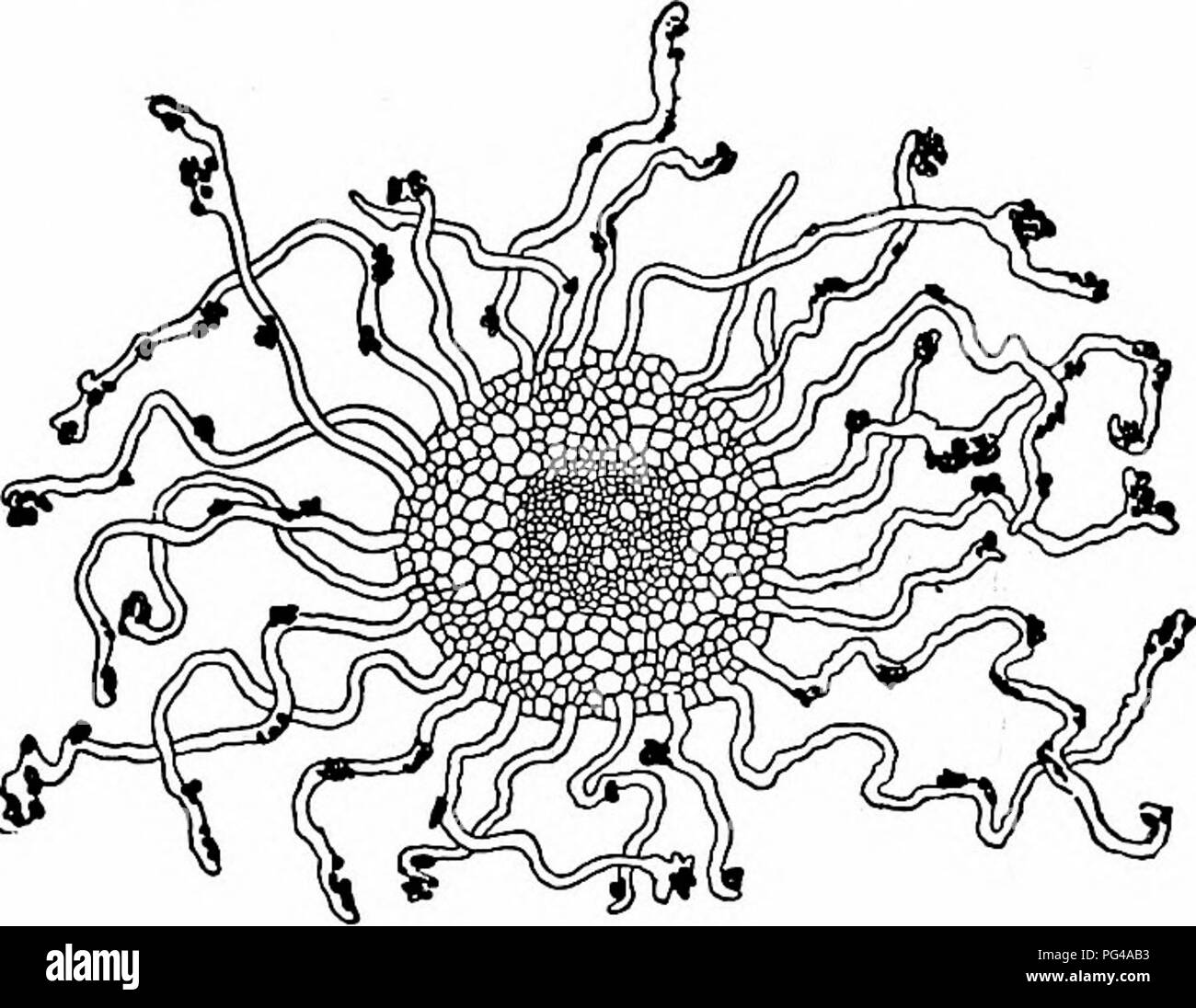Cross section of seedlings Black and White Stock Photos & Images - Alamy