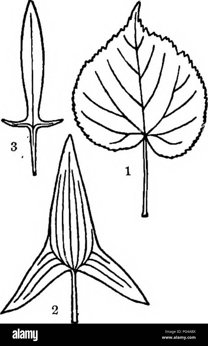 This botanical guide illustrates and describes the various shapes of ...