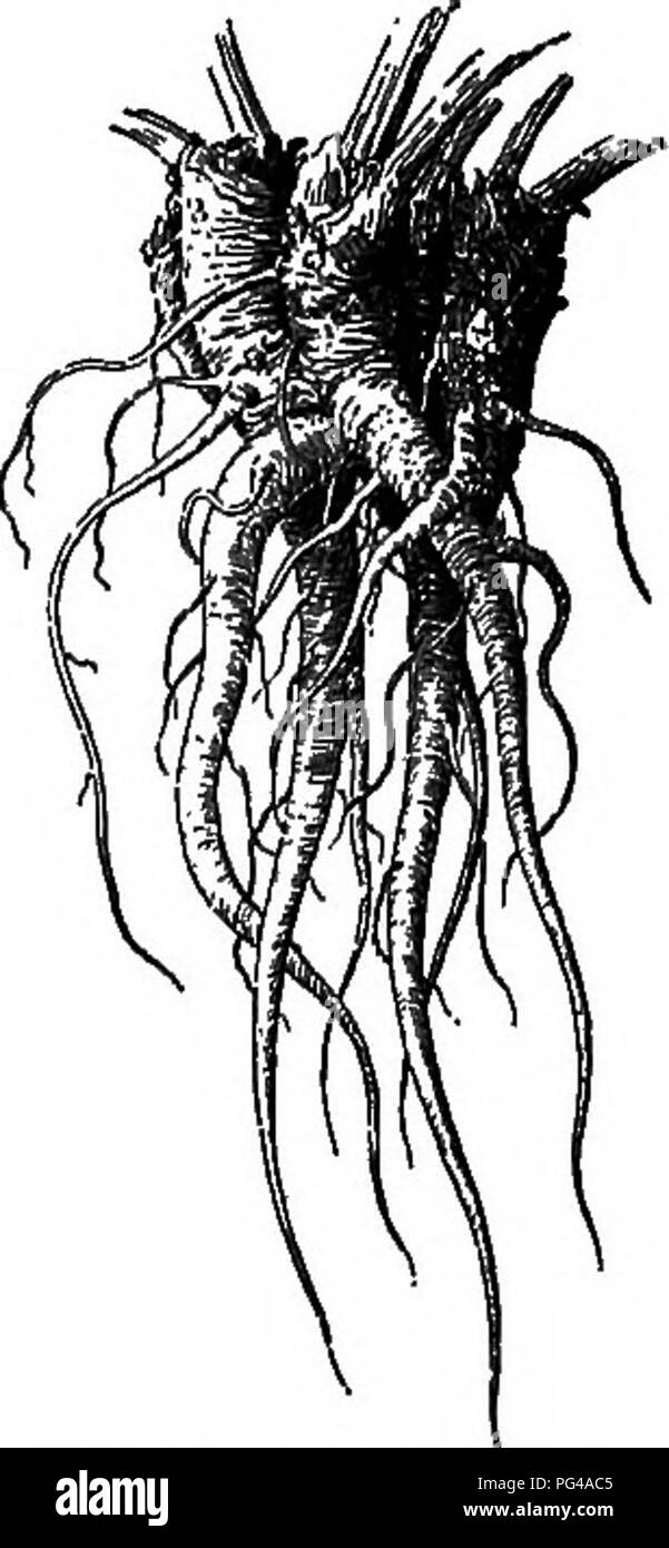 Fleshy Roots High Resolution Stock Photography and Images - Alamy