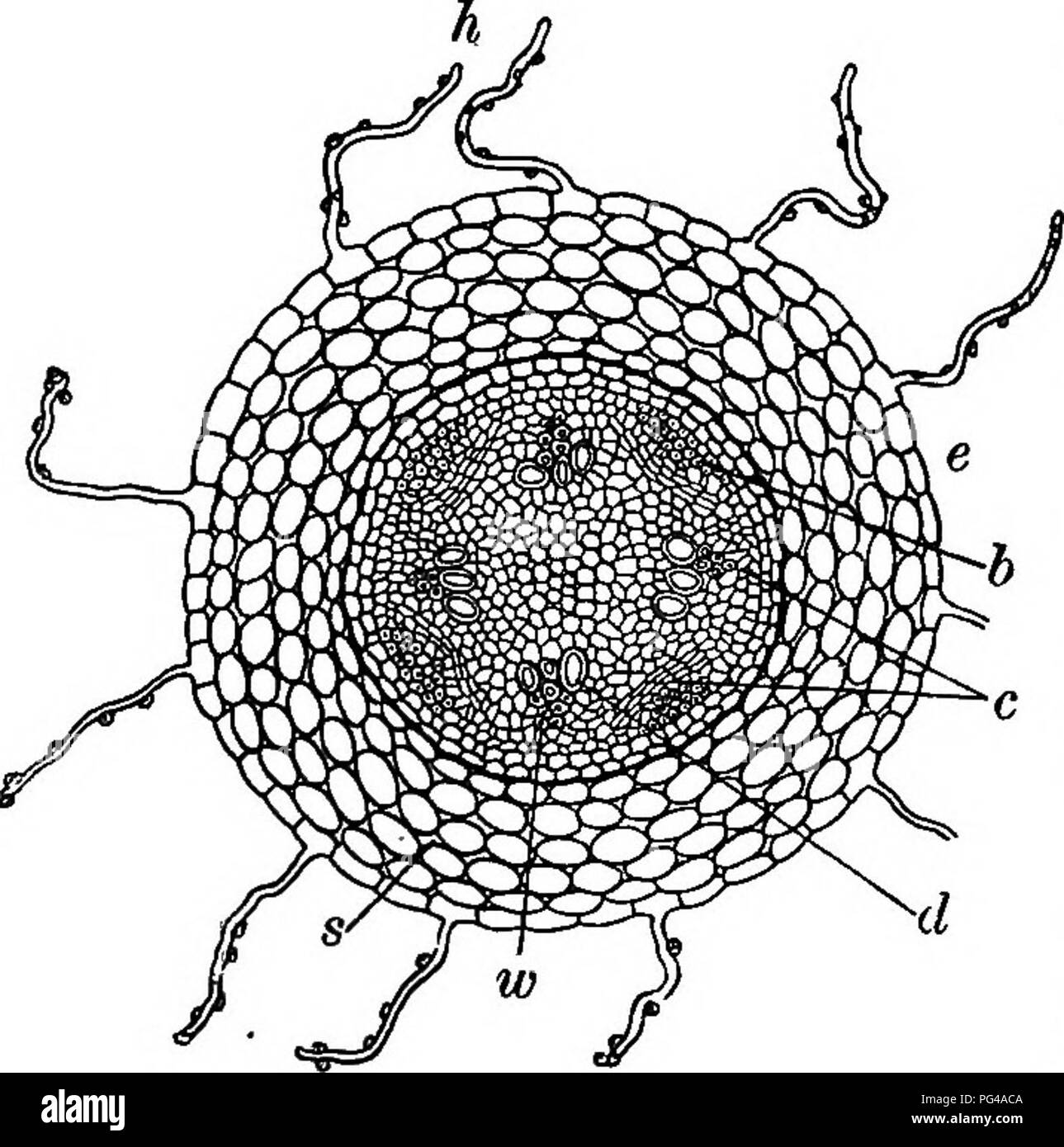 . Foundations of botany. Botany; Botany. 44 FOUNDATIONS 0¥ BOTAlfY ...