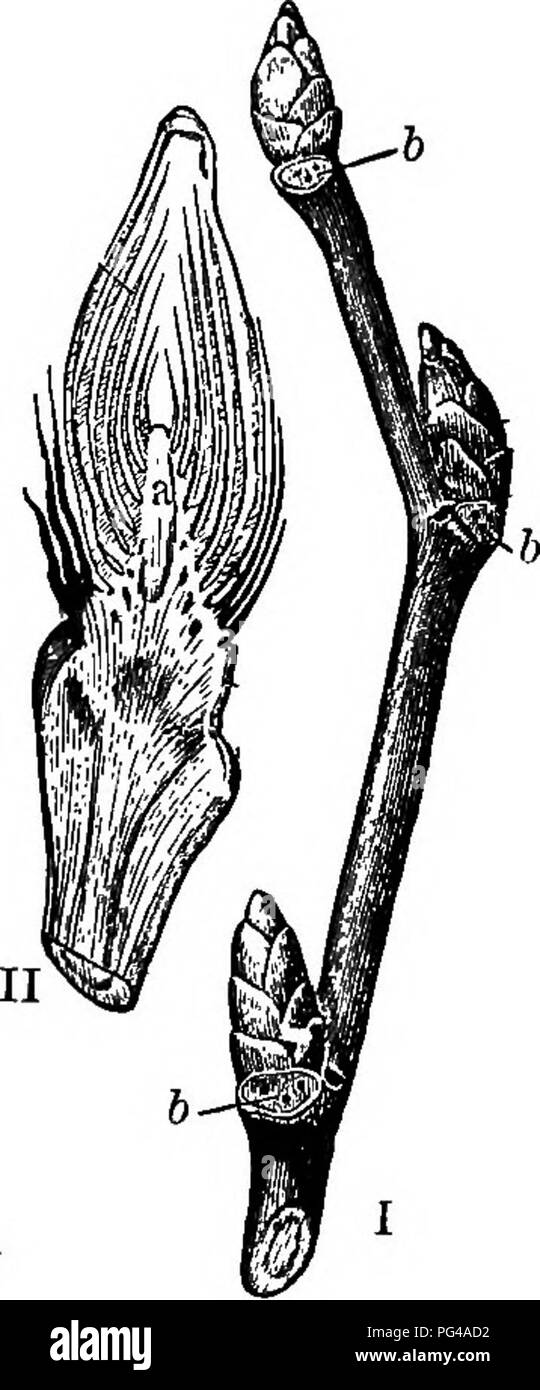 This educational text provides fundamental knowledge of botany ...