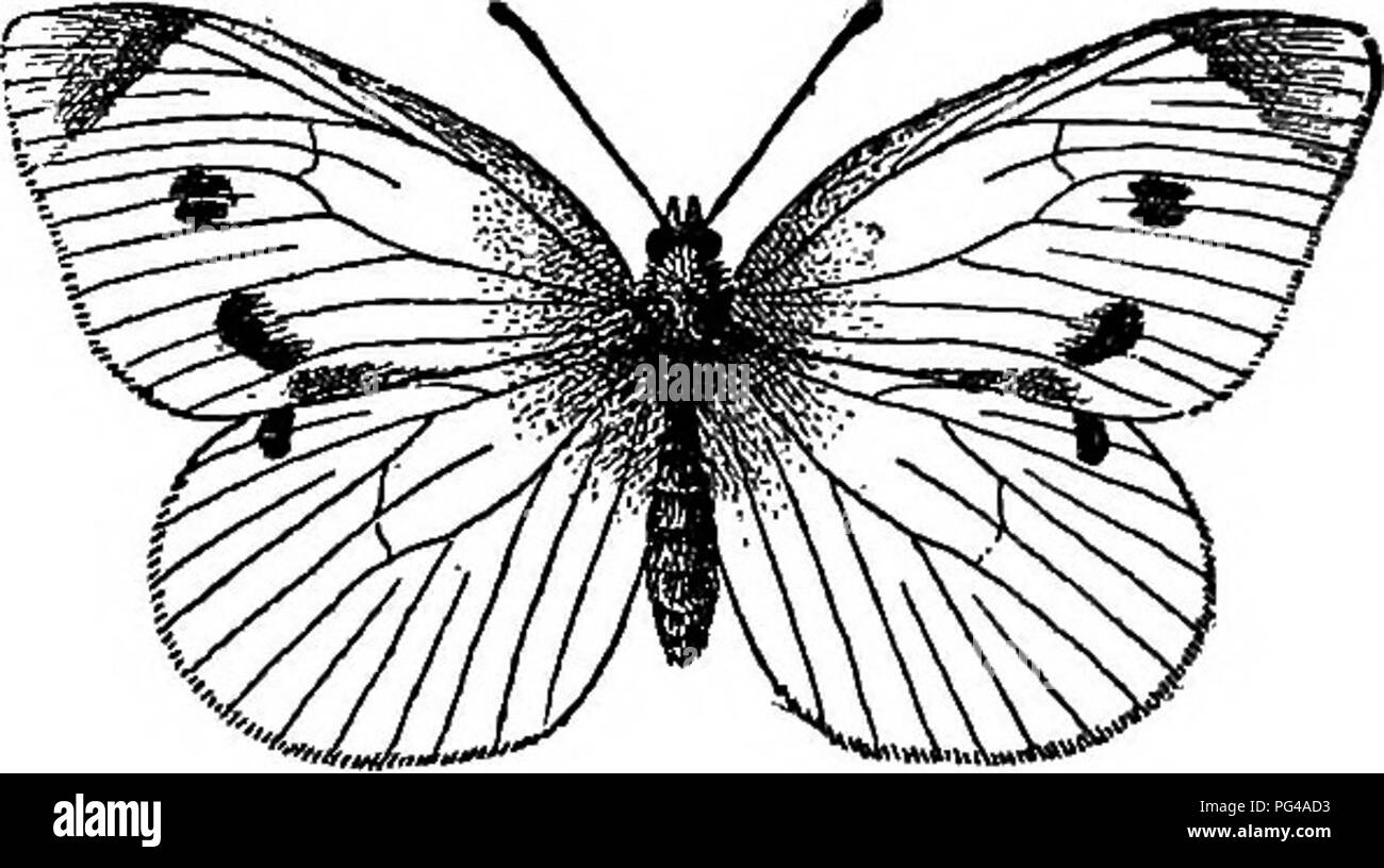 This collection discusses the cabbage white butterfly, which is known ...
